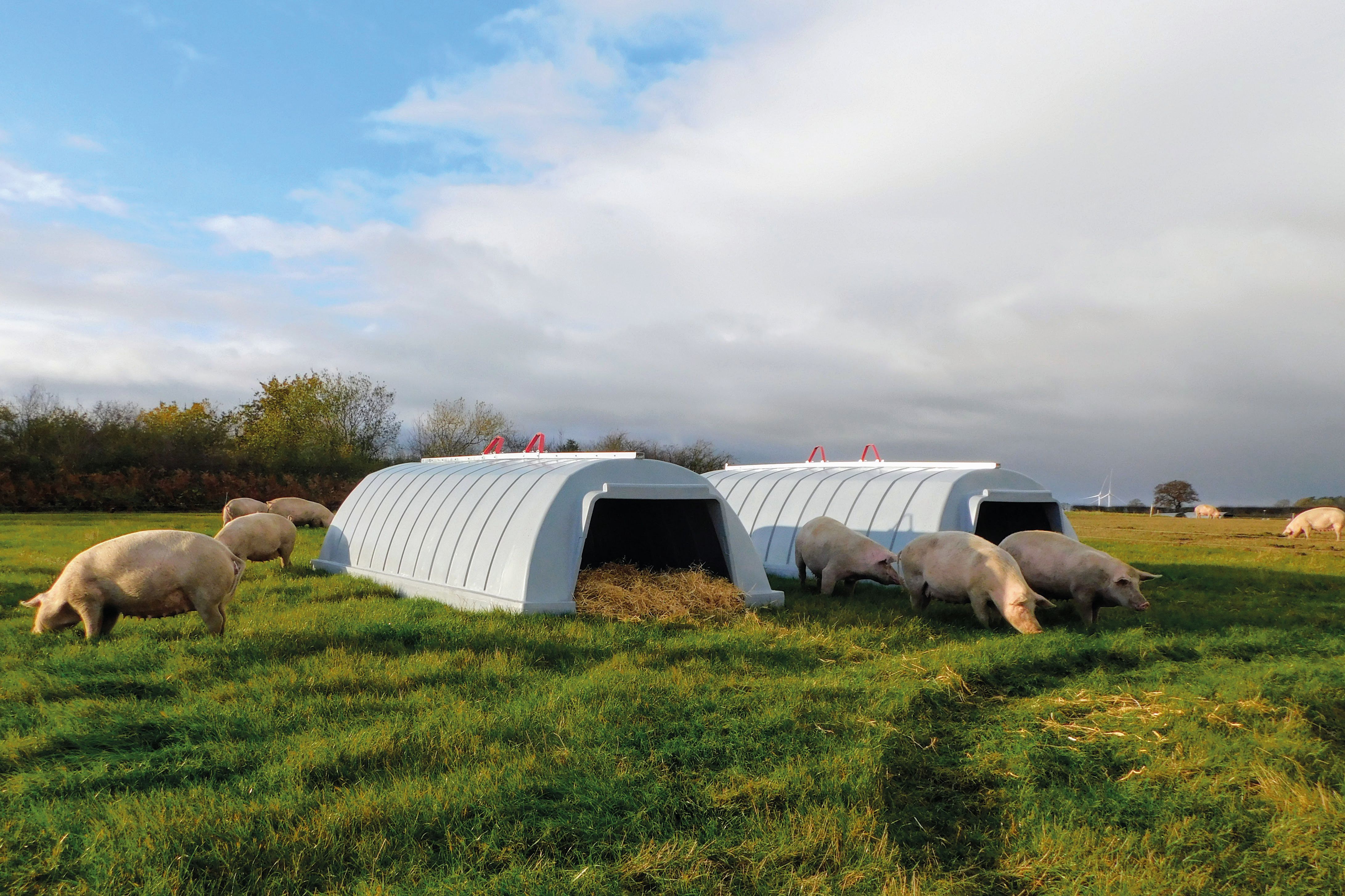 Award-winning farm rooting for future success | Pig World