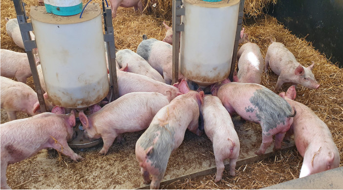 Quality Equipment’s solar powered Transition feeder | Pig World