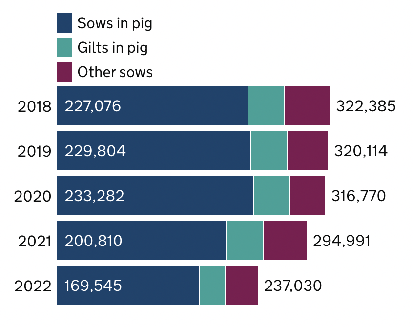Huge decline recorded in English pig breeding herd as crisis takes its ...