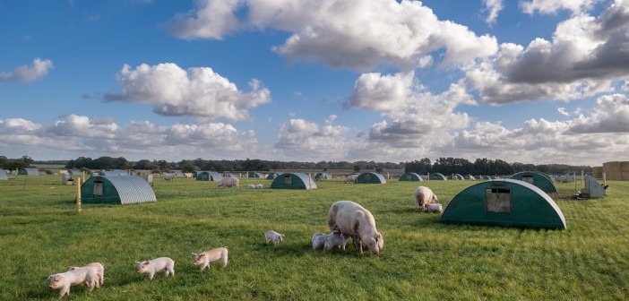 Pilgrim’s UK completes human rights impact assessment | Pig World