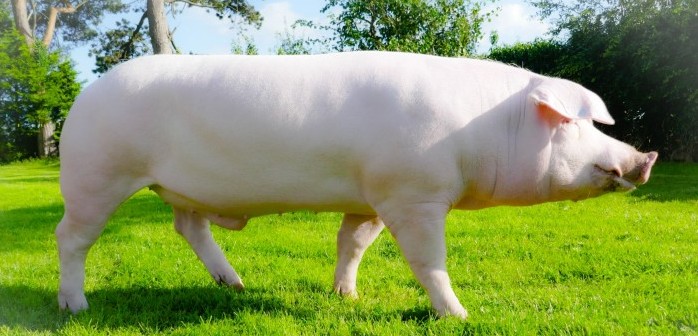 Pig industry crisis threatens the future of iconic native pig breeds ...