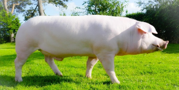 Pig Breeds