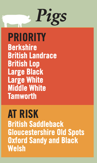 Pig industry crisis threatens the future of iconic native pig breeds ...