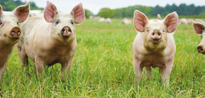 Counting carbon – the growing need to measure pig production’s ...