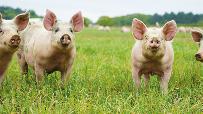 Counting carbon – the growing need to measure pig production’s ...