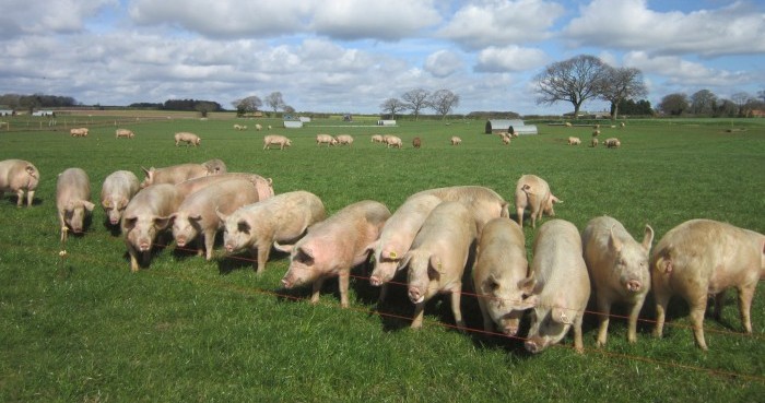 Defra pulls back from consulting on compulsory animal welfare labelling ...