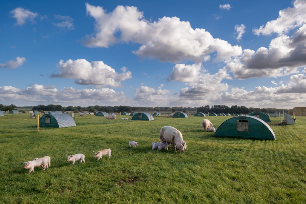 Pilgrim's UK set to produce more than 36 million meals in run-up to ...